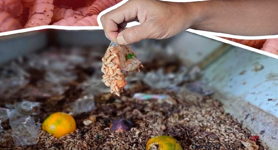 Dukung Pertanian Ramah Lingkungan BI Hadirkan Pelatihan Penggunaan ...